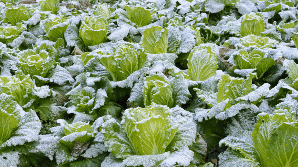 Choosing the Right Fertilizer for Winter | EcoWhizz